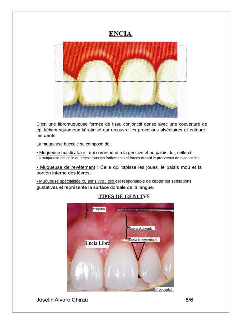 Types de gencive et muqueuse buccale | PDF | Langue | Anatomie