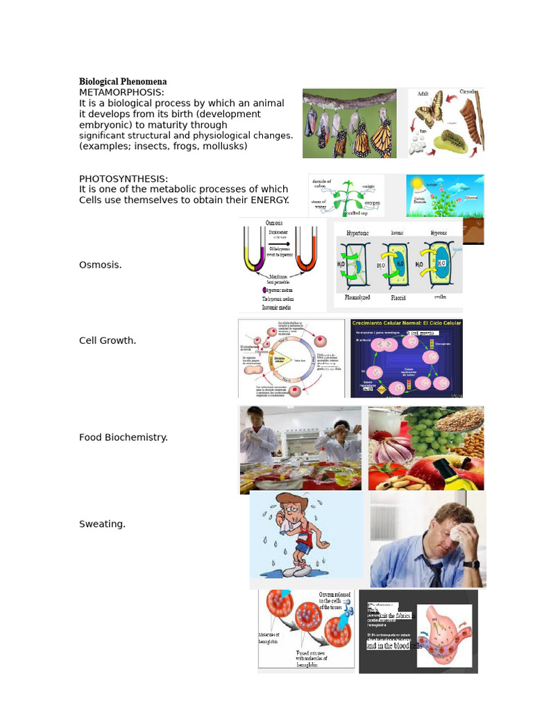 Biological Physical Phenomena | PDF