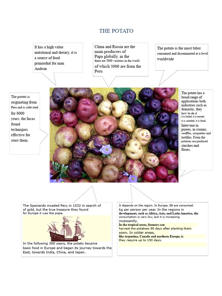 THE POTATO Infographic | PDF | Potato | Peru