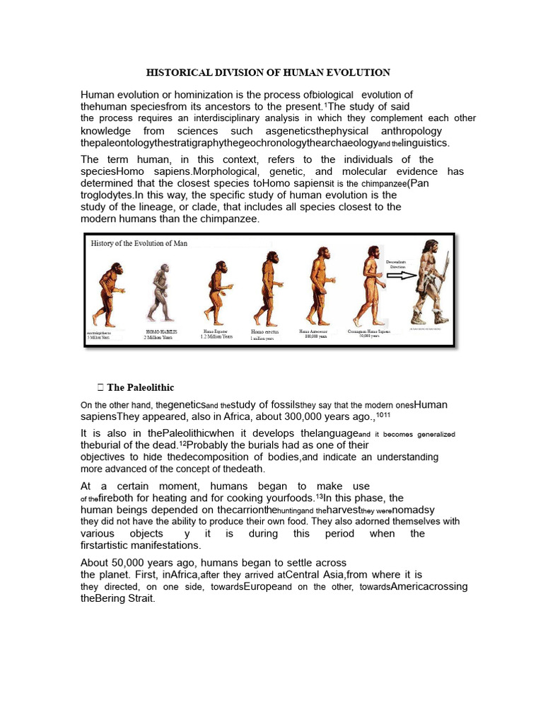 Historical Division of Human Evolution | PDF | Human Evolution | Human