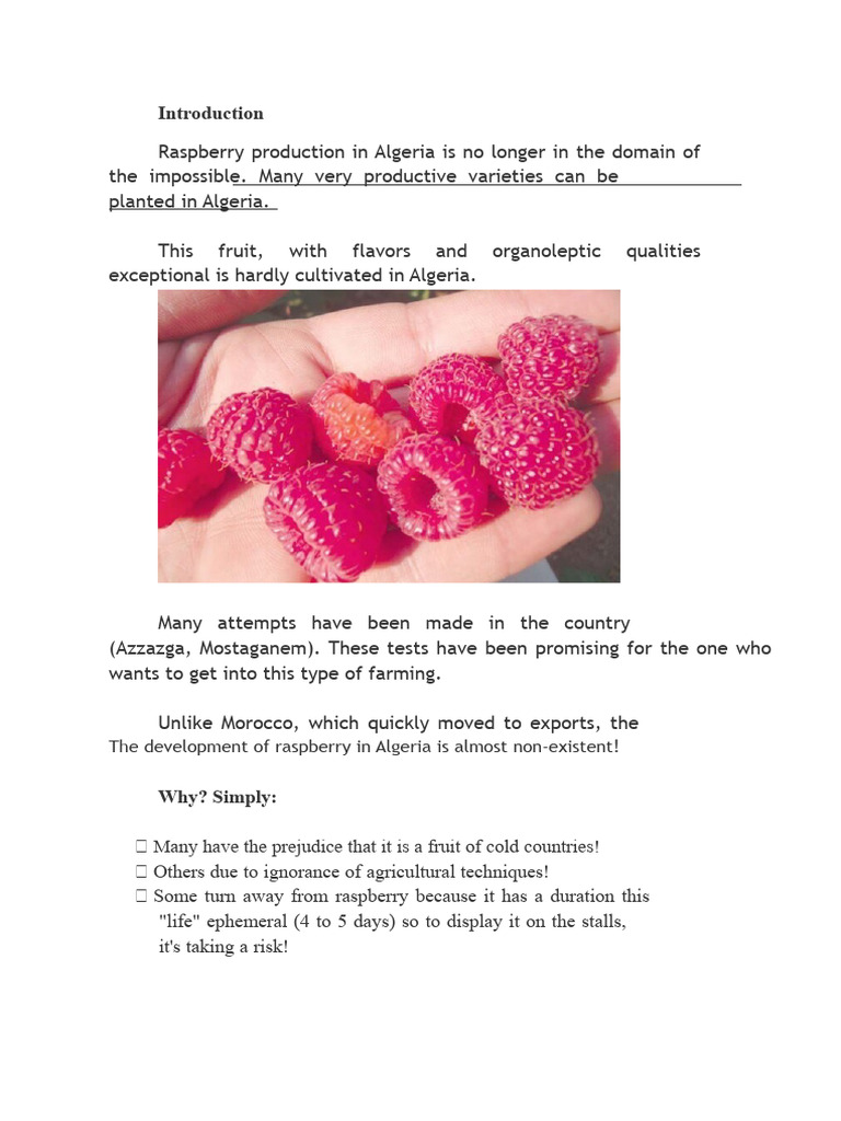Raspberry Cultivation | PDF | Weed | Raspberry