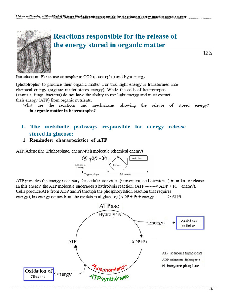 Unit1-course1-Reactions Responsible For The Release of Energy - ATP ...