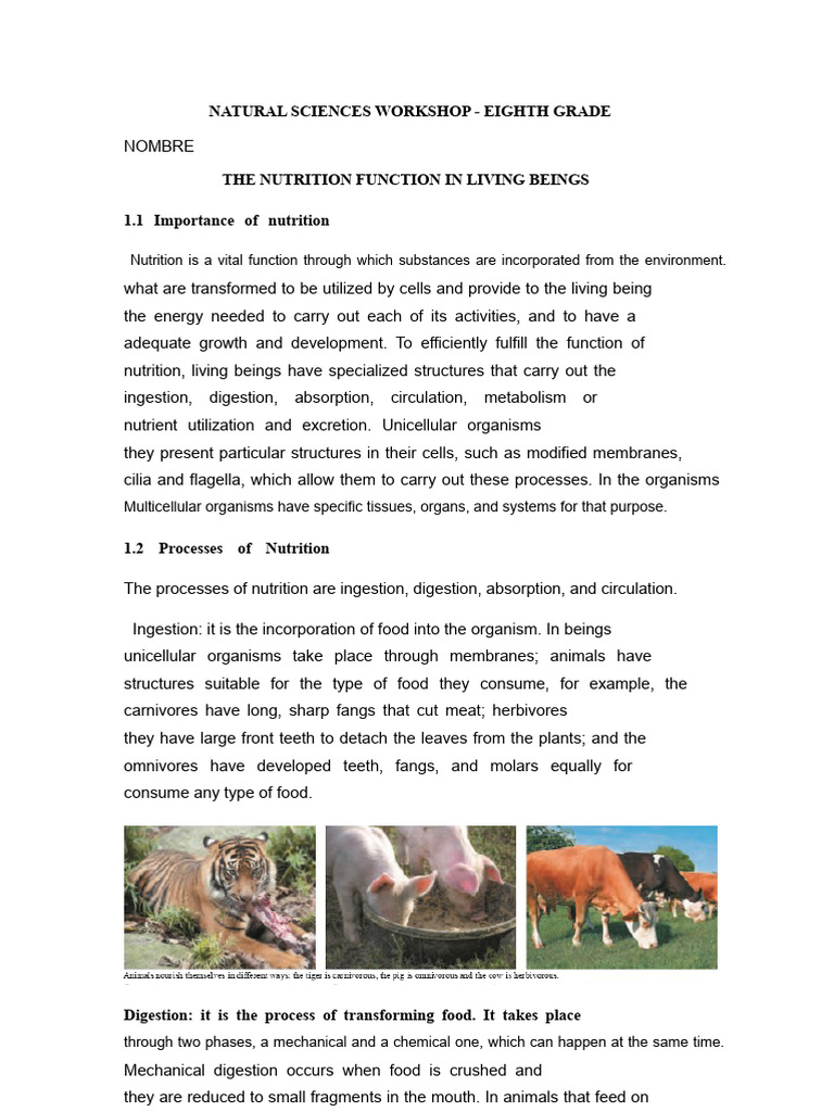 Natural Workshop - Eighth | PDF | Obesity | Digestion