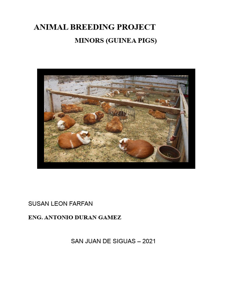 Guinea Pig Breeding Project | PDF | Guinea Pig | Natural Environment