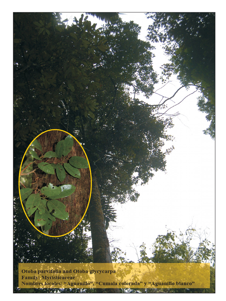 Aguanillo Otoba Parvifolia Otoba Glysycarpa | PDF | Leaf | Plant Morphology