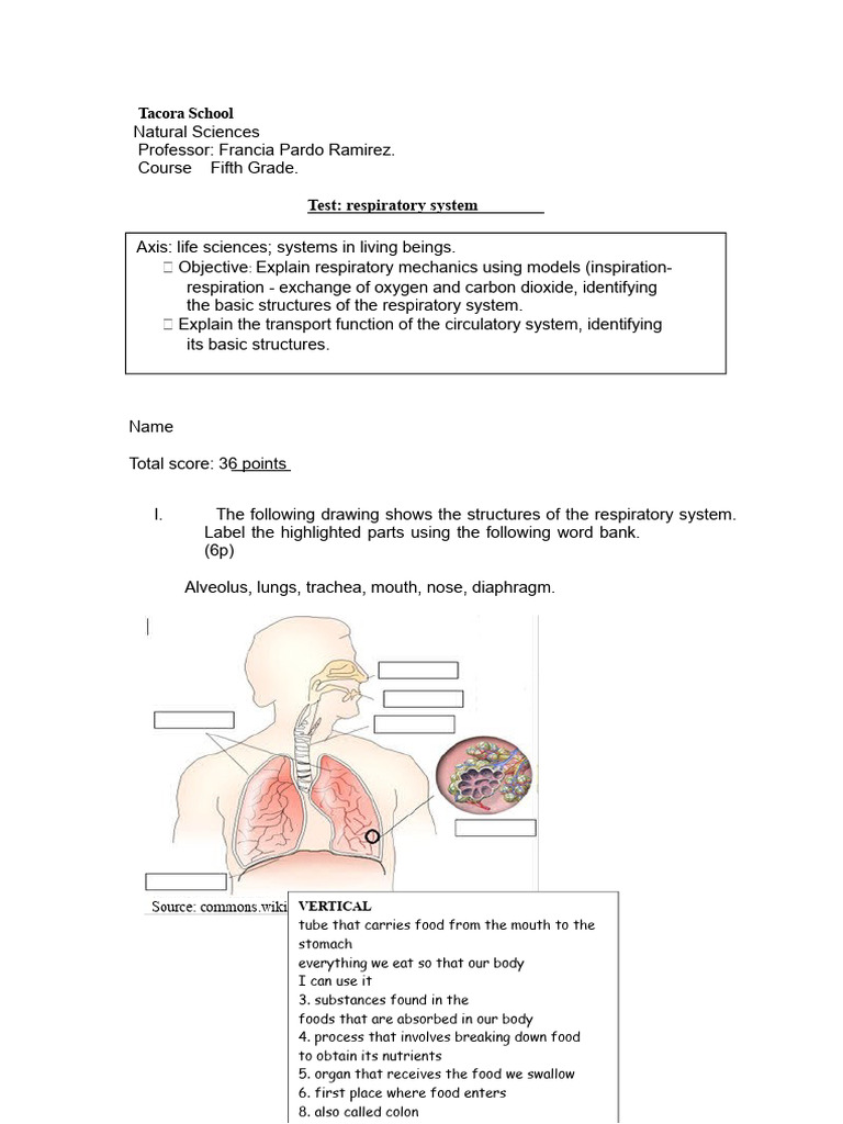 5th Test Respiratory System | PDF