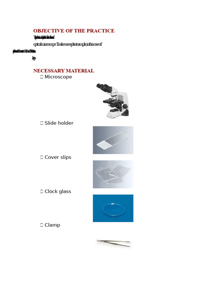 Microscope Practice: Onion & Cheek Cells | PDF | Laboratory Techniques ...
