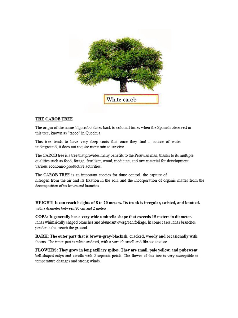 The Carob Tree | PDF | Trees | Botany