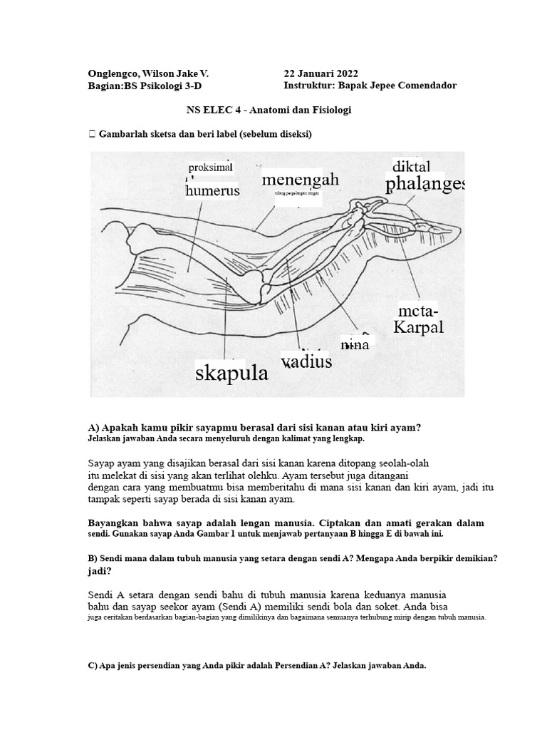Analisis Anatomi Sayap Ayam dan Manusia | PDF