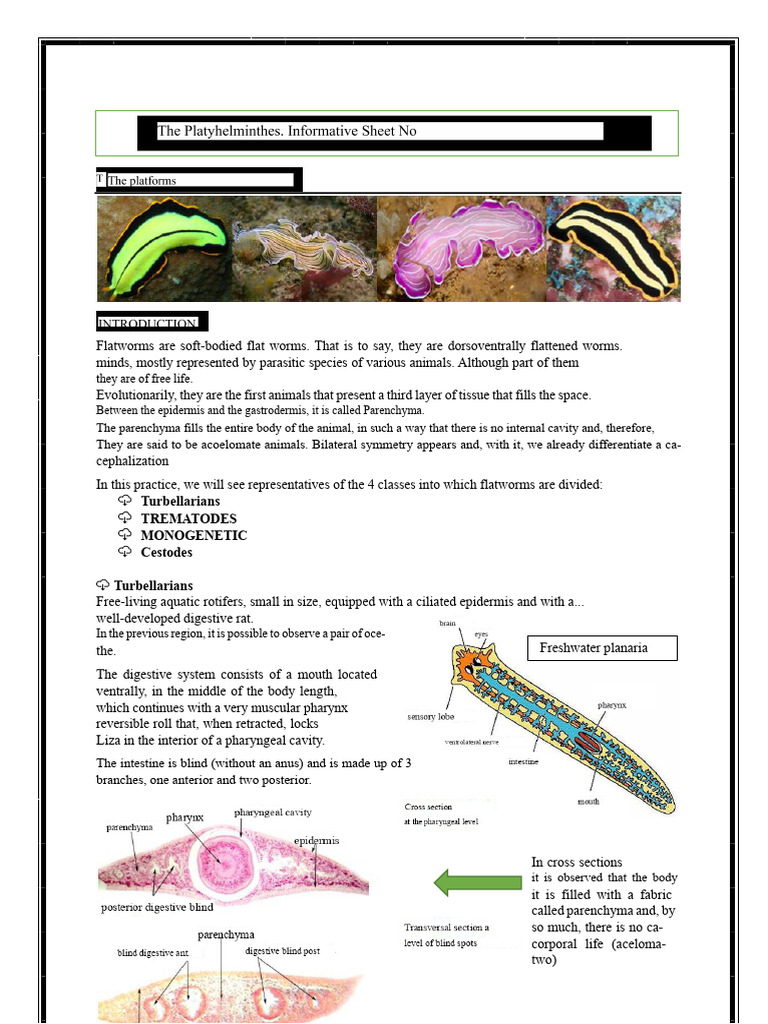 Flatworms Informational Sheet | PDF | Biology | Zoology