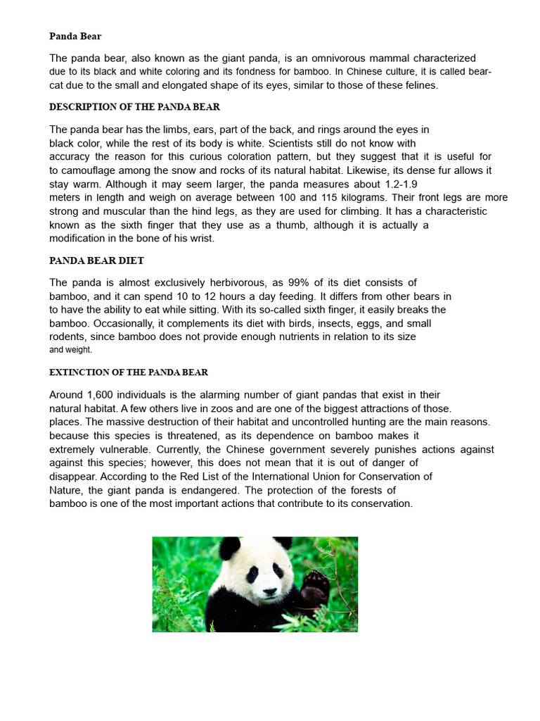 Panda Bear | PDF