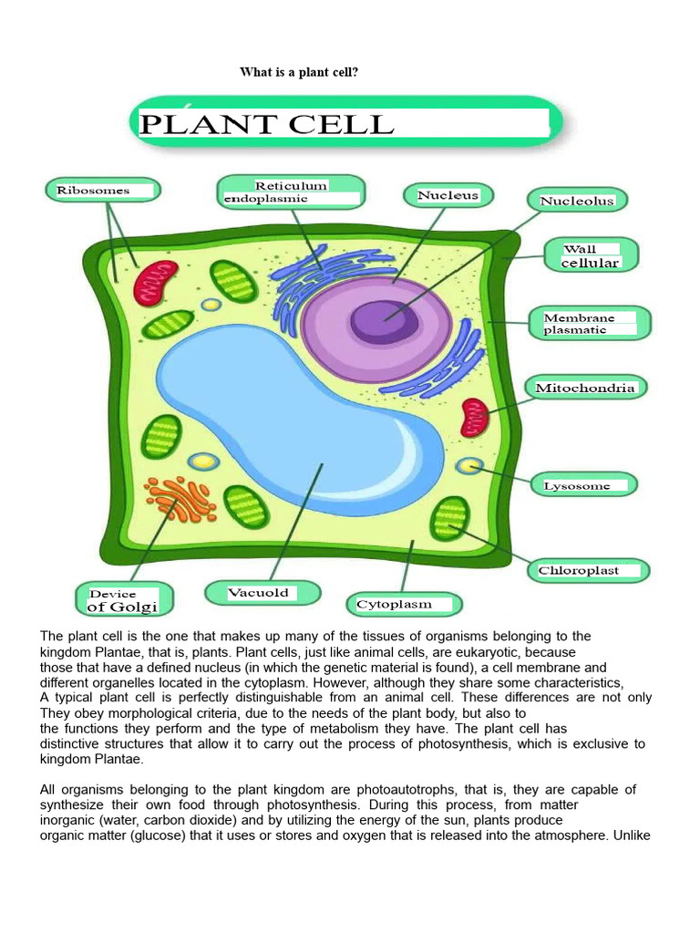 Plant Cell Structure and Functions | PDF | Cell (Biology) | Endoplasmic ...