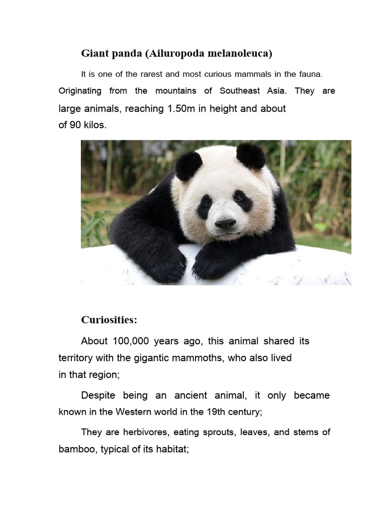 Giant Panda | PDF
