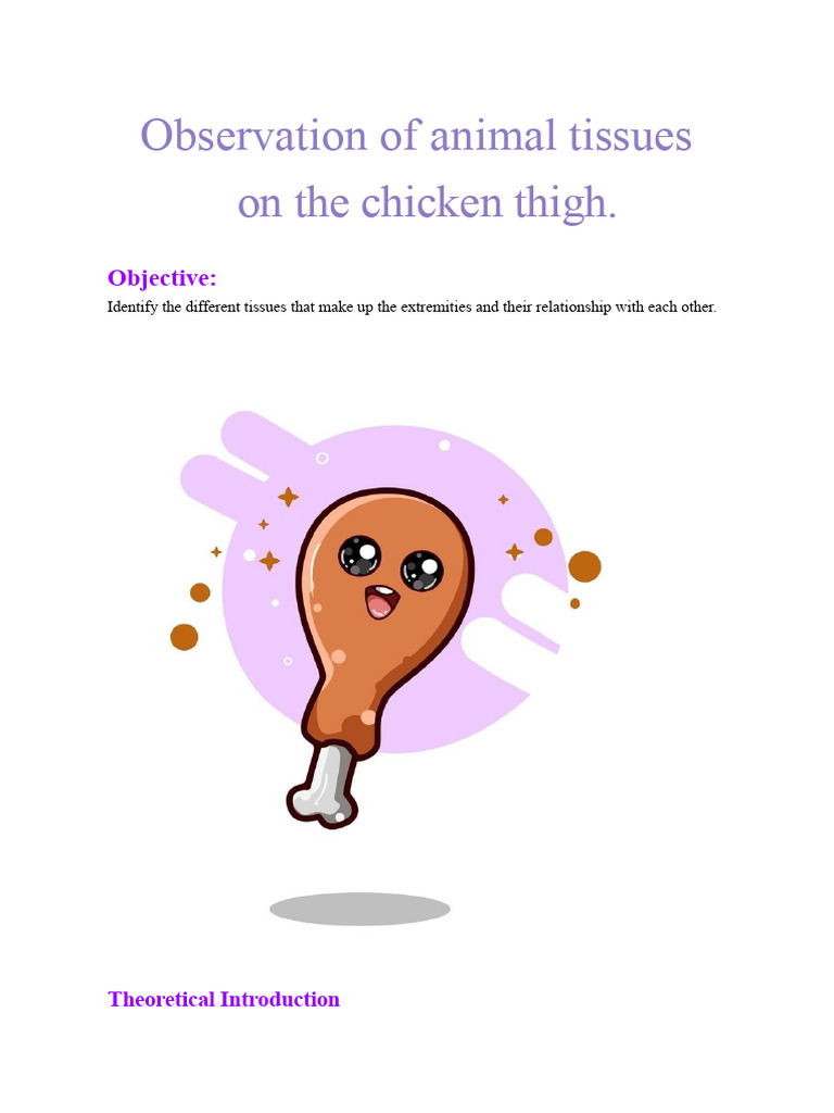 Chicken Thigh Dissection Report | PDF | Tissue (Biology) | Knee