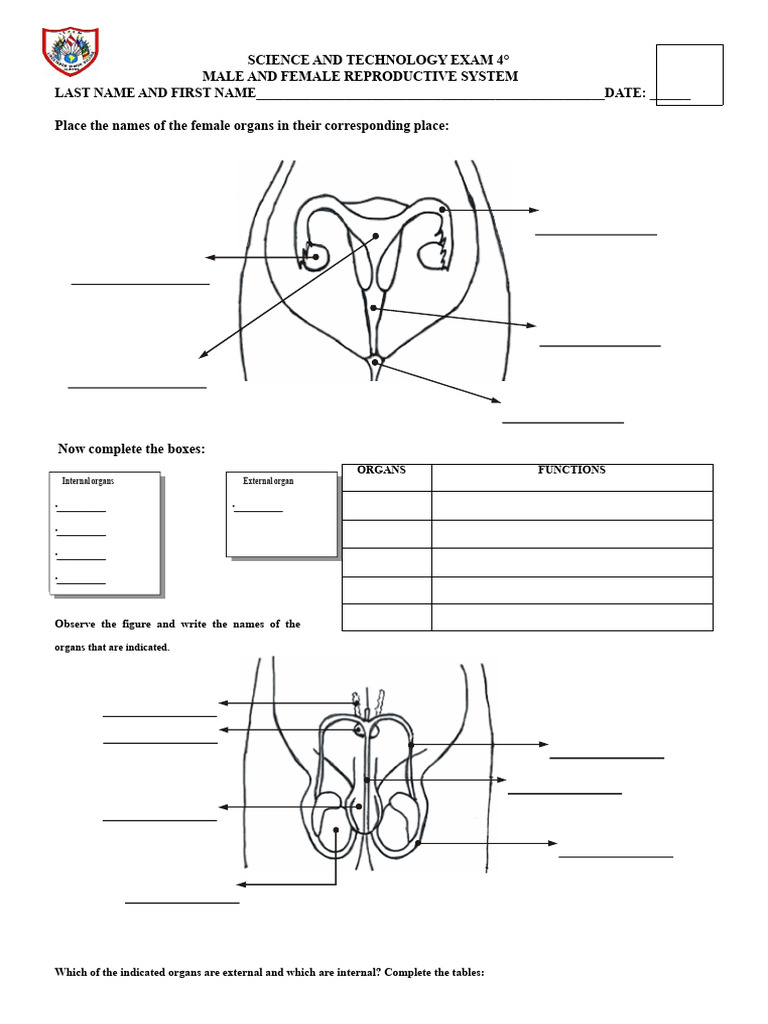 Reproductive System Exam Guide | PDF | Reproductive System | Testicle