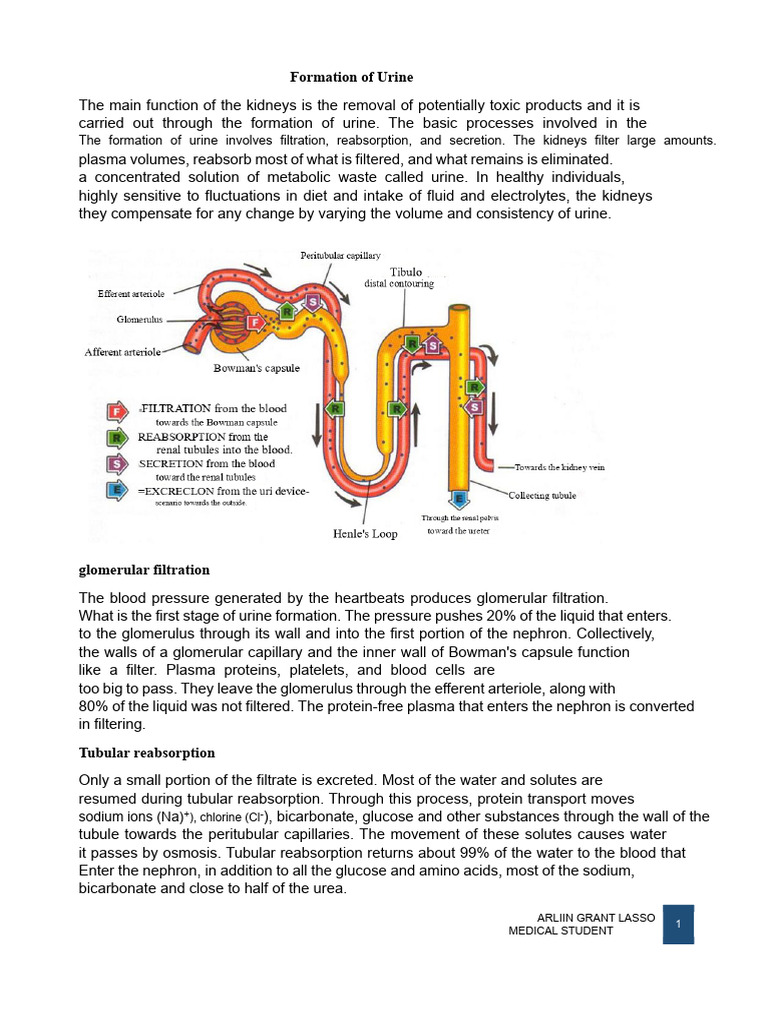 Urine Formation Process Explained | PDF | Kidney | Urinary System