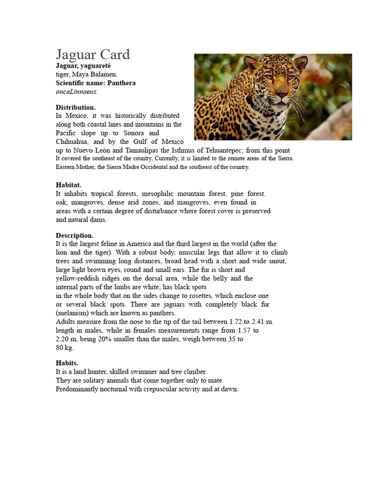 Jaguar Card | PDF | Jaguar | Zoology