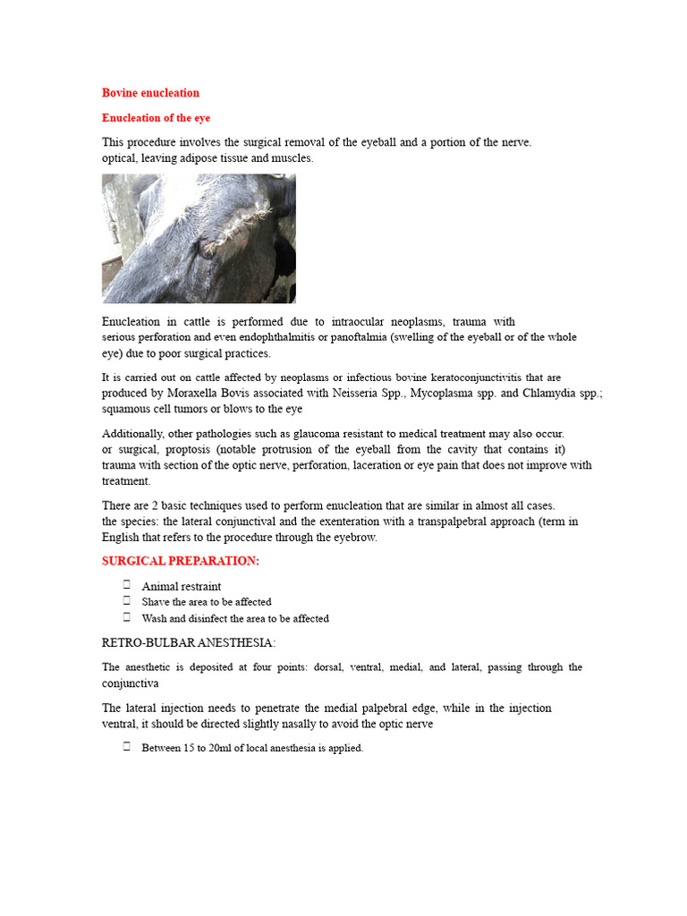 Bovine Eye Enucleation Procedure Guide | PDF | Surgical Suture | Anesthesia
