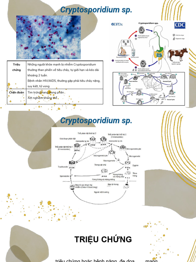 KST Van Lang | PDF
