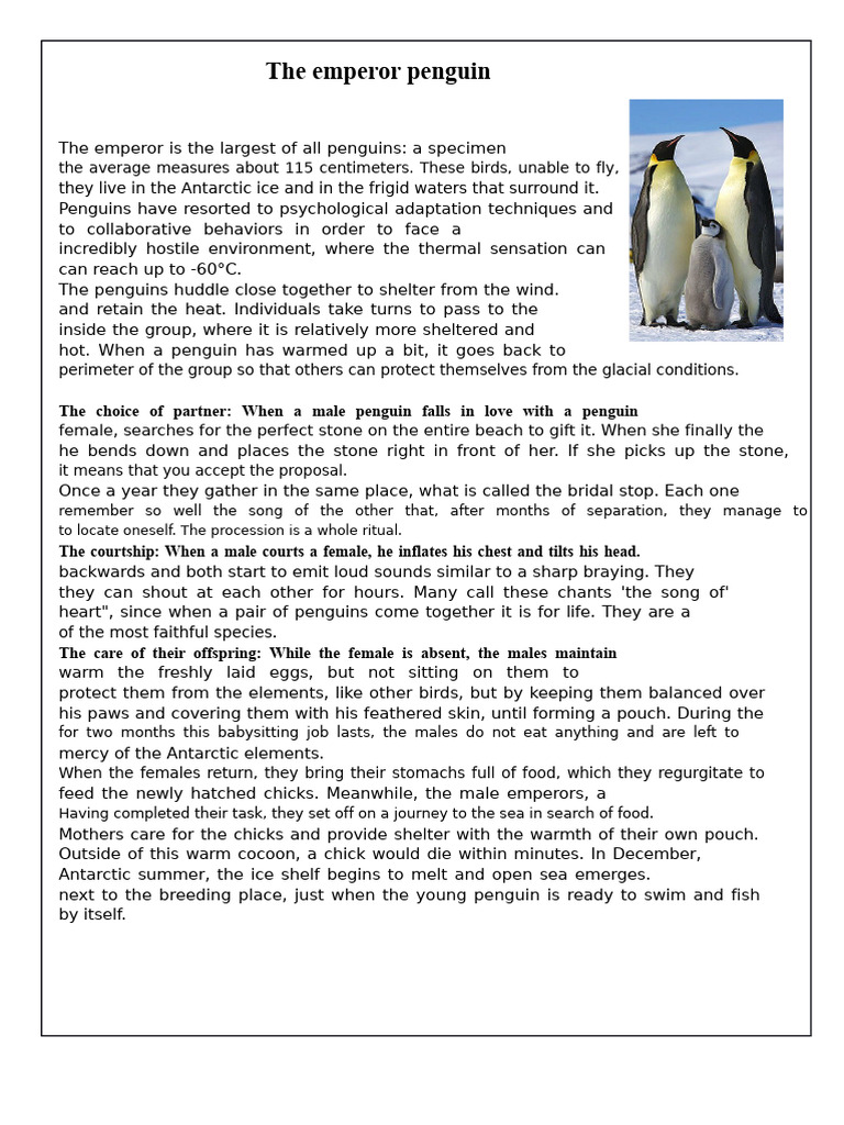 The Emperor Penguin | PDF | Penguin | Birds