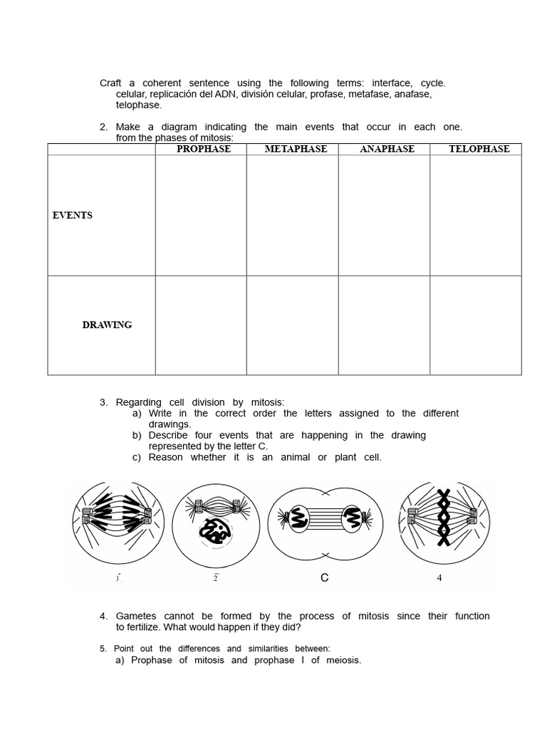 Workshop On Mitosis and Meiosis | PDF
