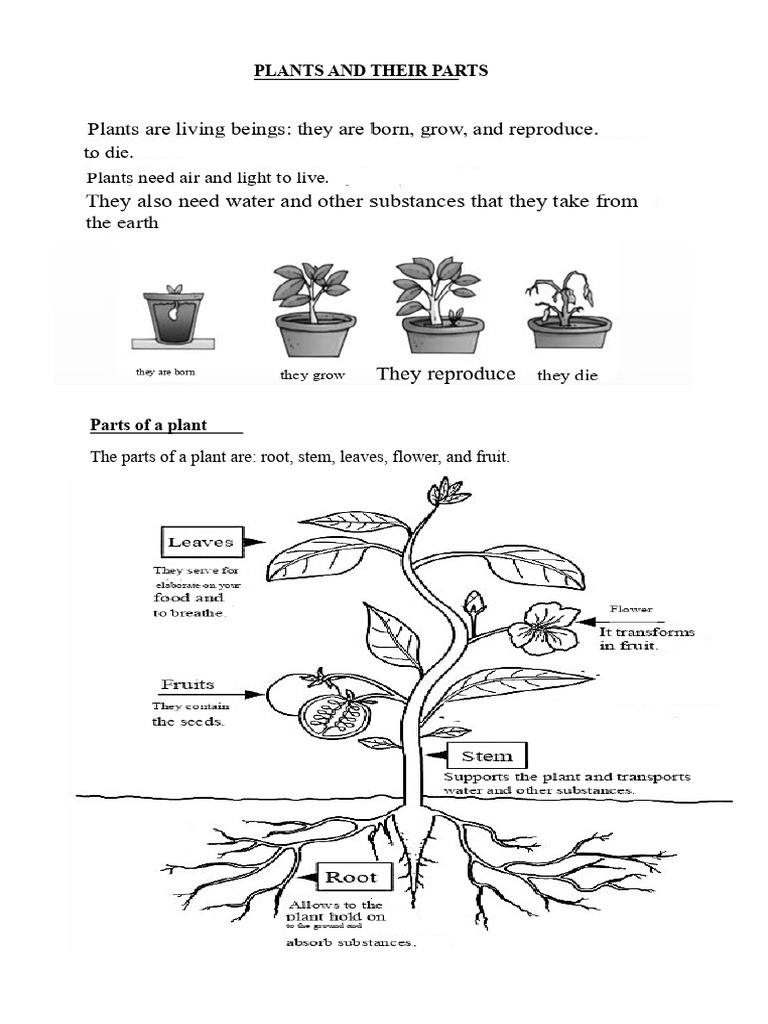 Reading About Plants and Their Parts | PDF