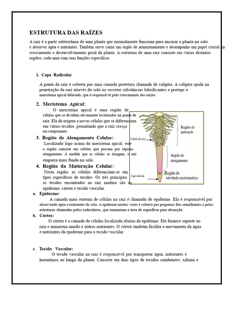 Estrutura Das Raízes-1 | PDF | Raiz | Plantas