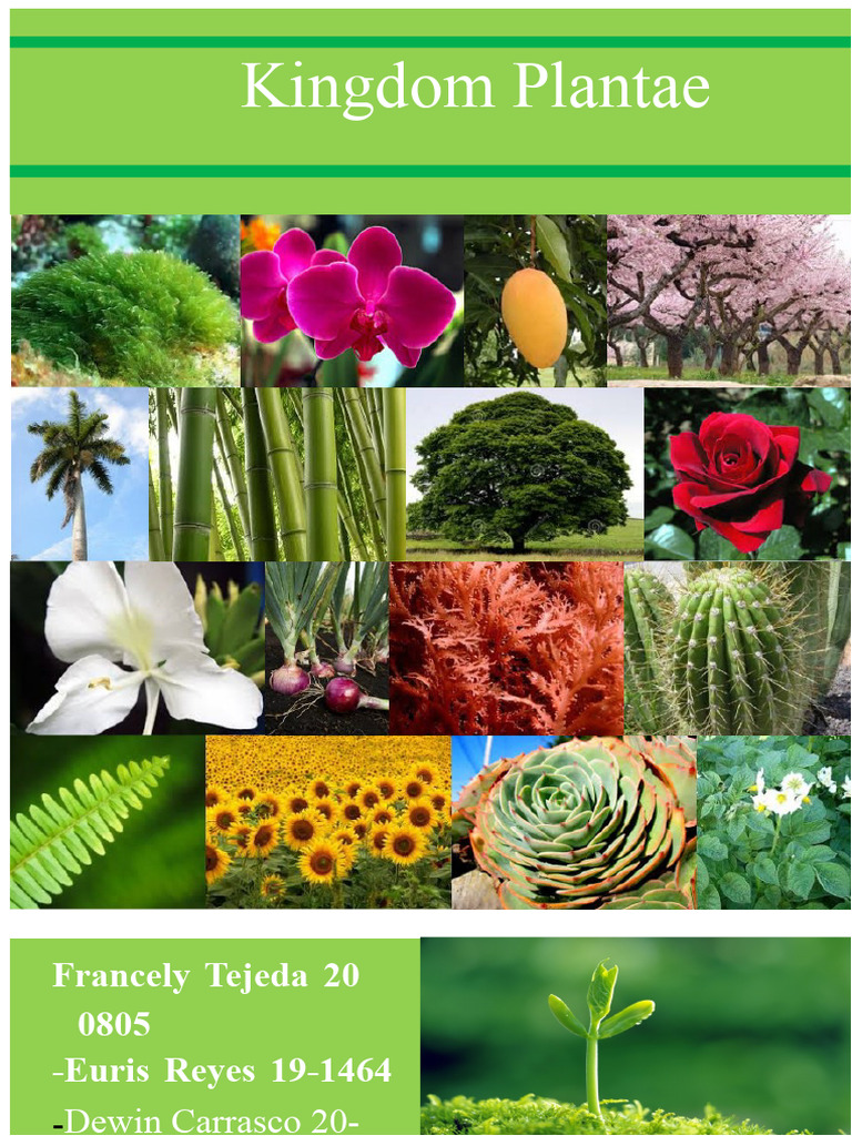 Overview of the Plant Kingdom | PDF | Plants | Photosynthesis