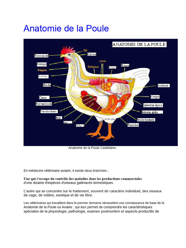 Anatomie de la Poule : Guide Complet | PDF | Muscle | Poumon