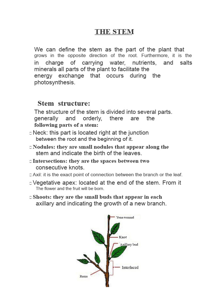 The Stem Pdf