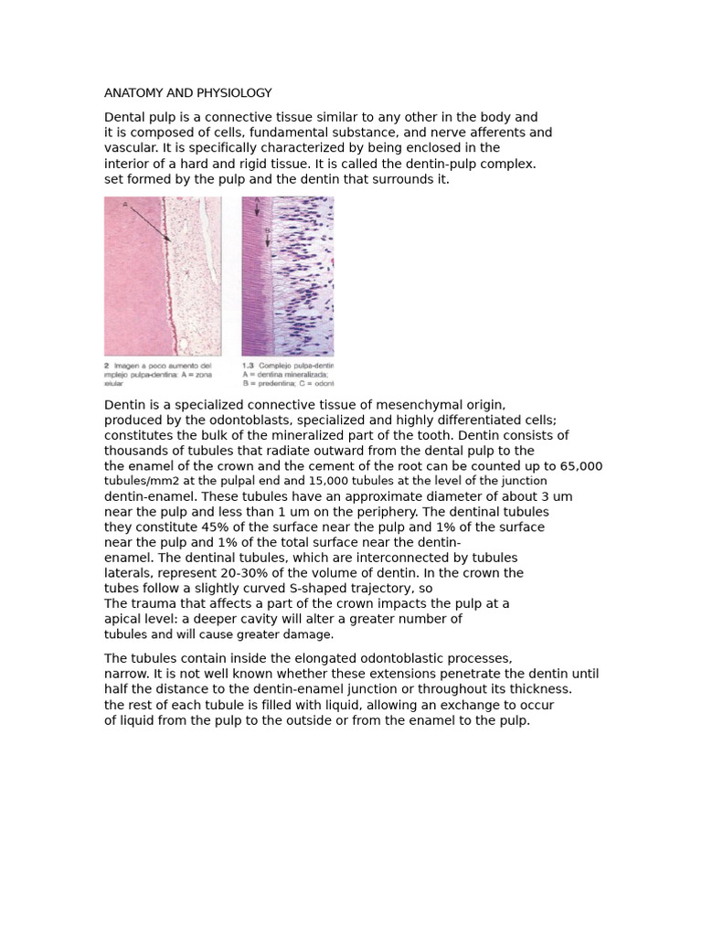 Physiology of The Pulp | PDF | Dentin | Human Tooth