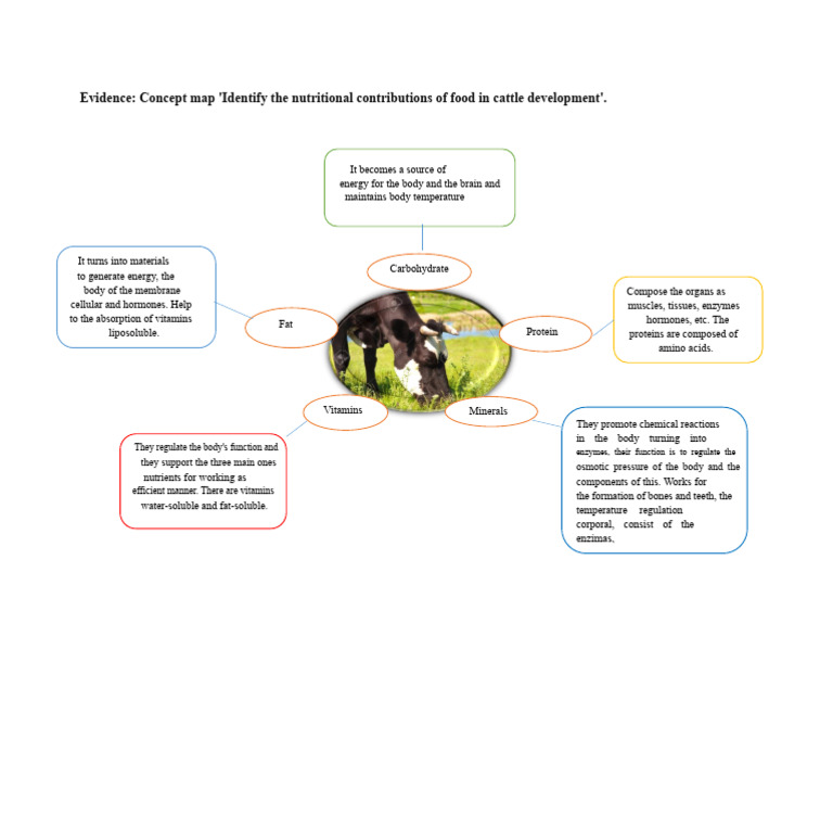 Evidence Concept Map | PDF | Vitamin | Proteins
