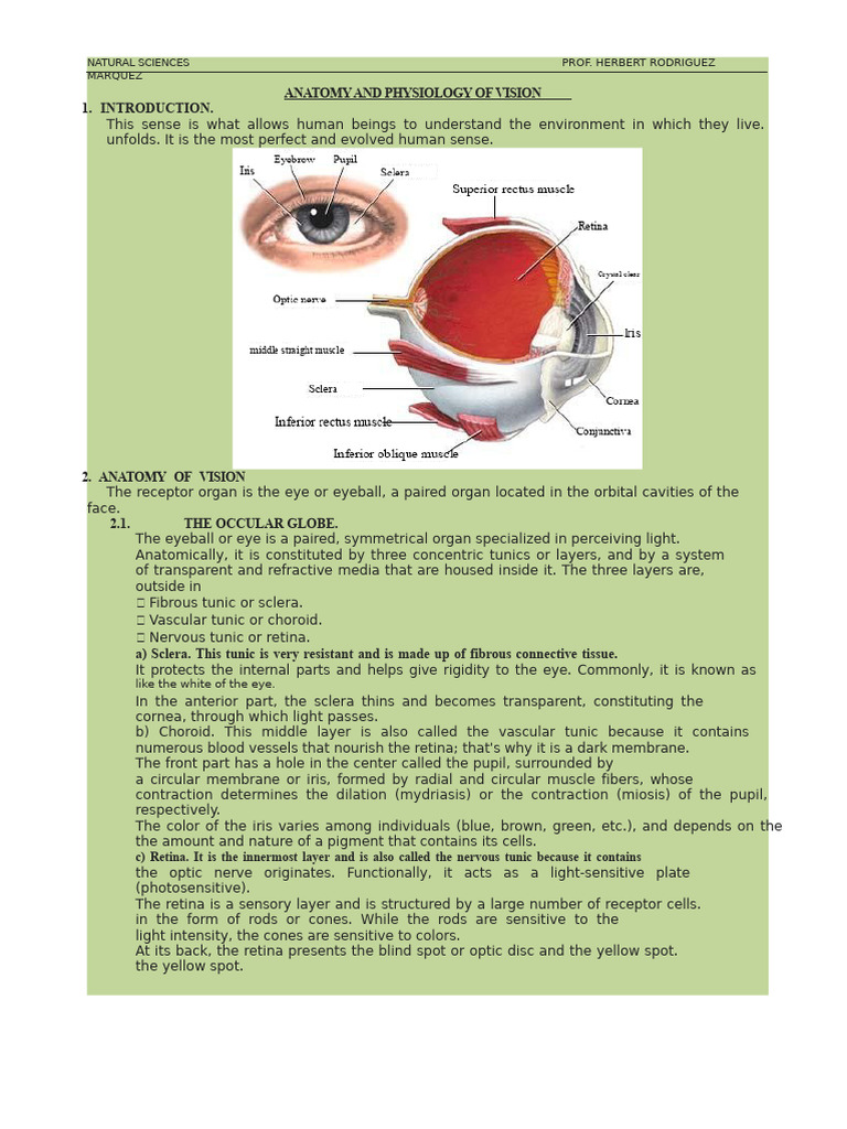 Anatomy and Physiology of Vision | PDF | Eye | Human Eye