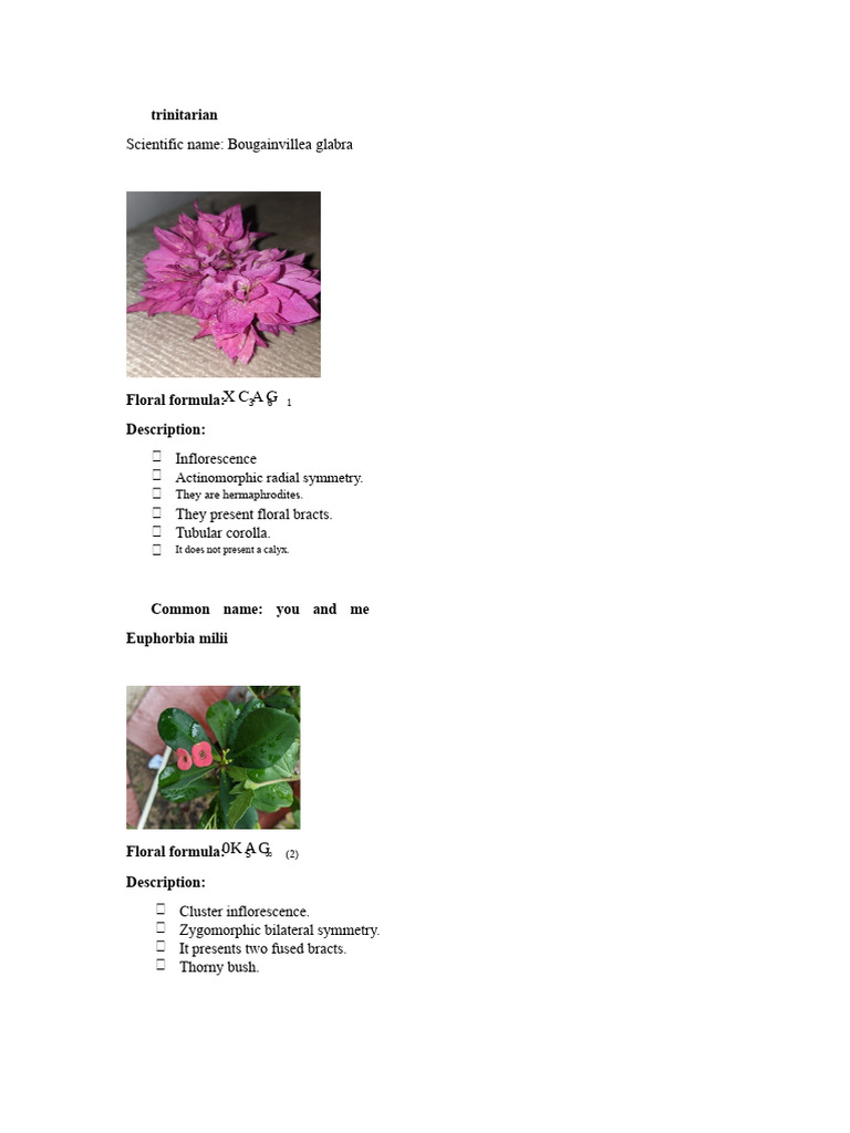 Botanical Description of Flowers | PDF | Flowers | Petal