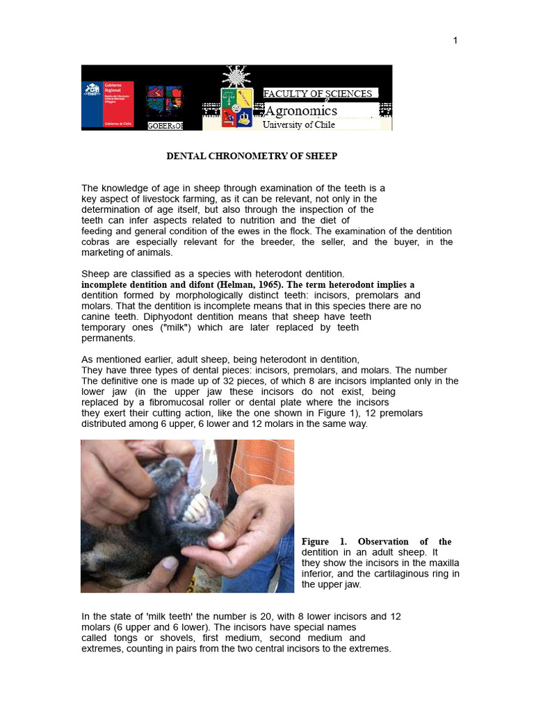 Aging Sheep by Dental Examination | PDF | Tooth | Sheep