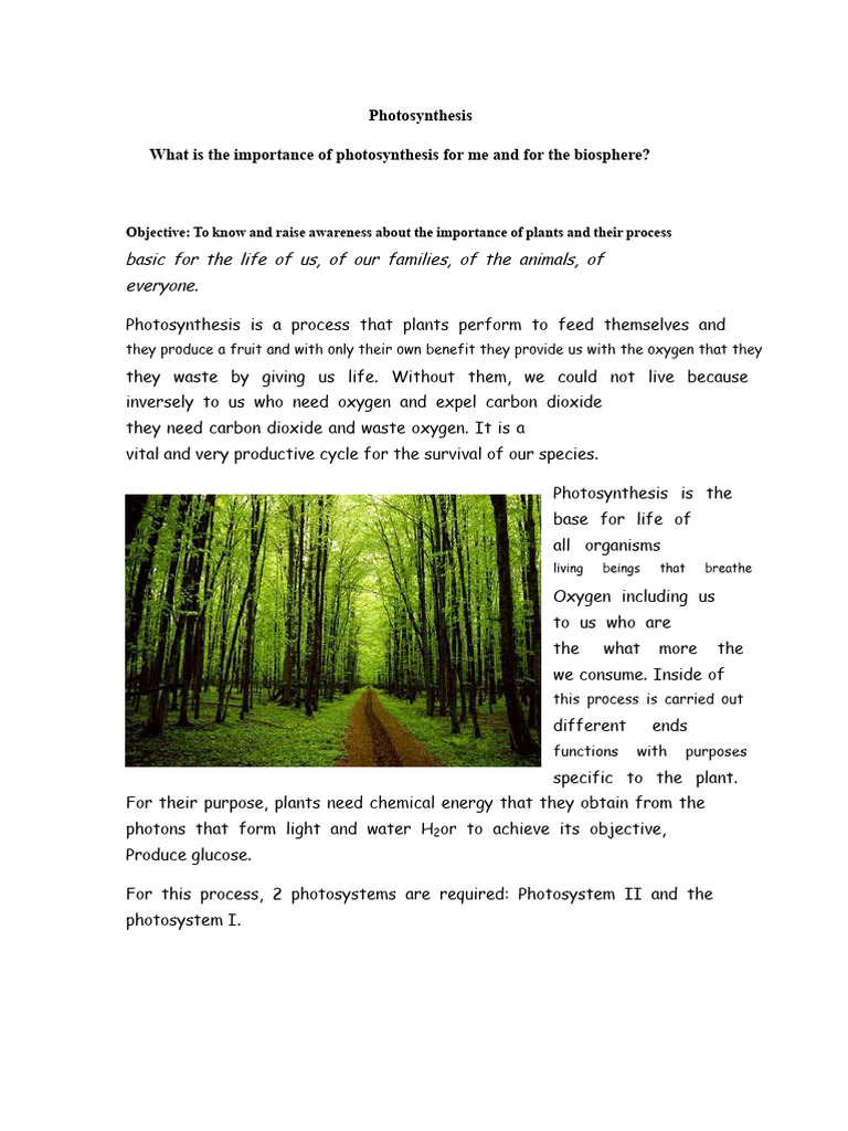 Photosynthesis Essay!! | PDF | Photosynthesis | Oxygen