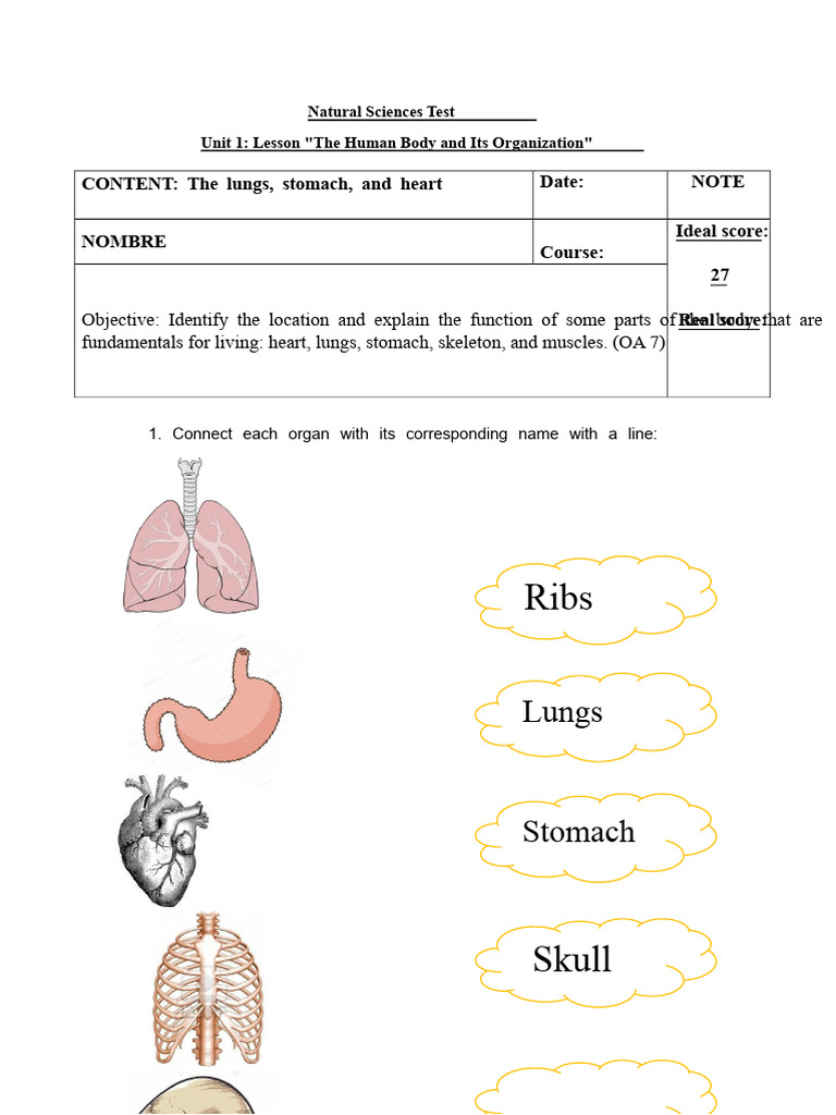 Human Body Organization Test Guide | PDF