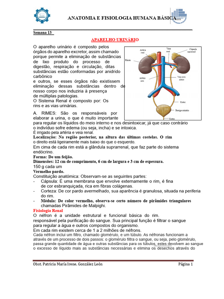Separata Sem 13 - Ap Urinário | PDF | Rim | Sistema urinário
