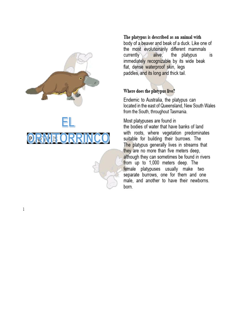 The Platypus | PDF | Beaver | Zoology