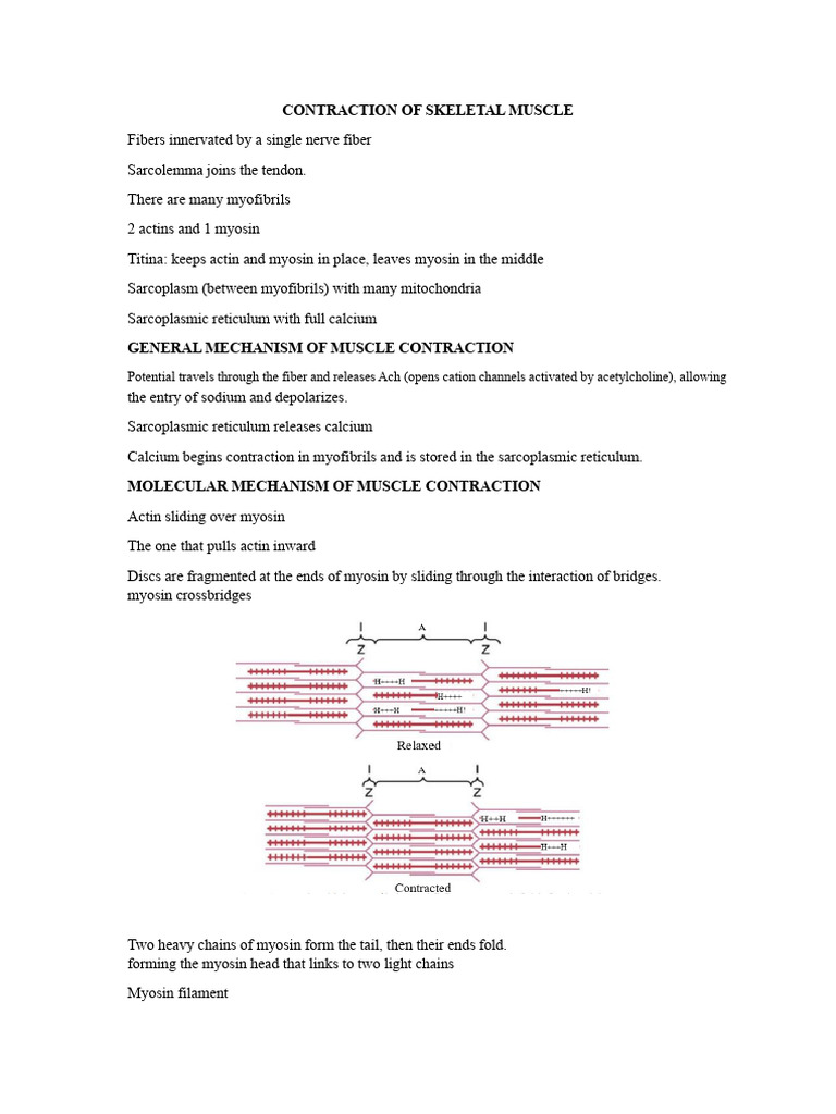 Muscle Contraction Mechanisms Explained | PDF | Muscle Contraction | Skeletal Muscle