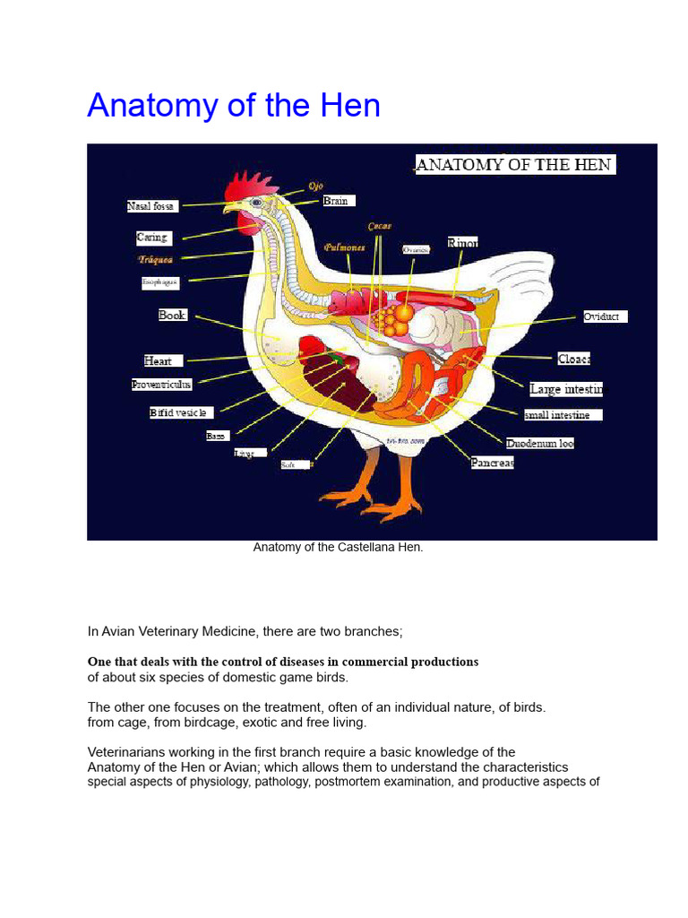 Anatomy of The Hen | PDF | Lung | Skeletal Muscle