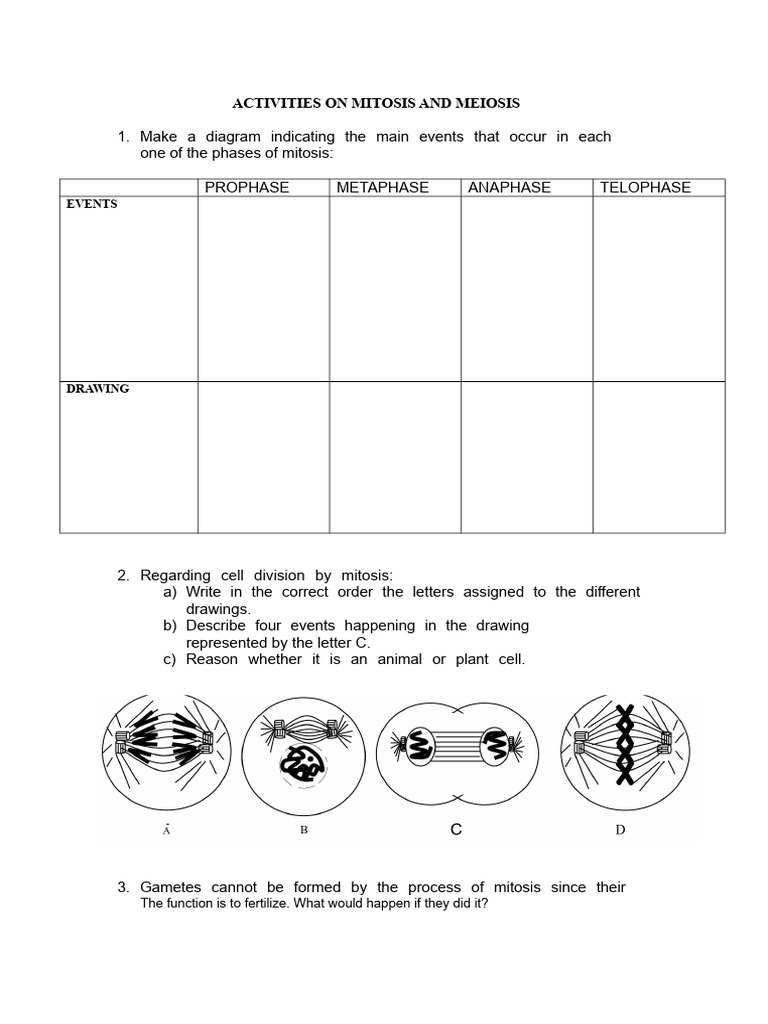 Activities Mitosis and Meiosis | PDF