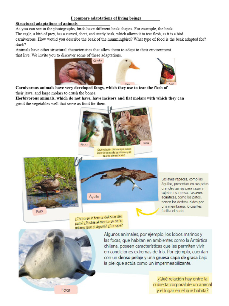 I Compare Adaptations of Living Beings. | PDF | Tooth | Adaptation