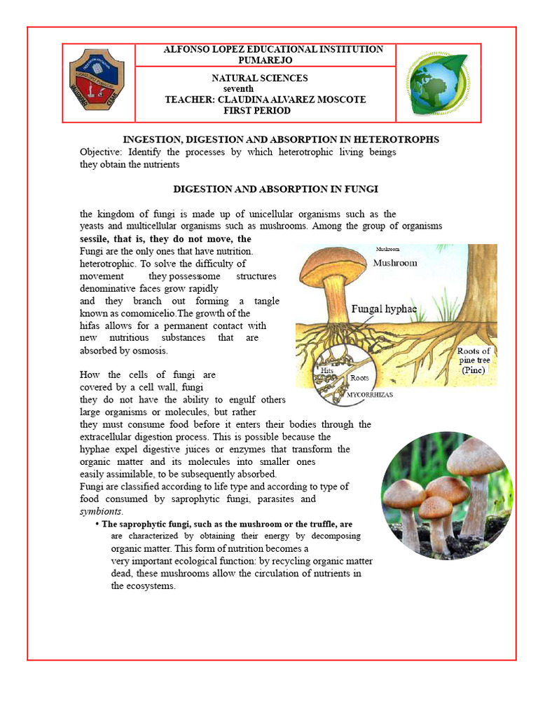 Fungi Digestion and Nutrient Absorption | PDF | Fungus | Nutrition
