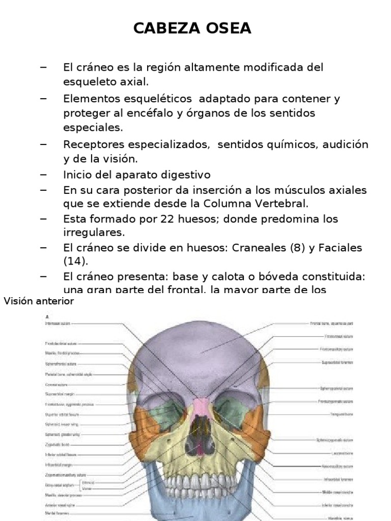 Cabeza Osea | PDF | Cráneo | Sistema esquelético