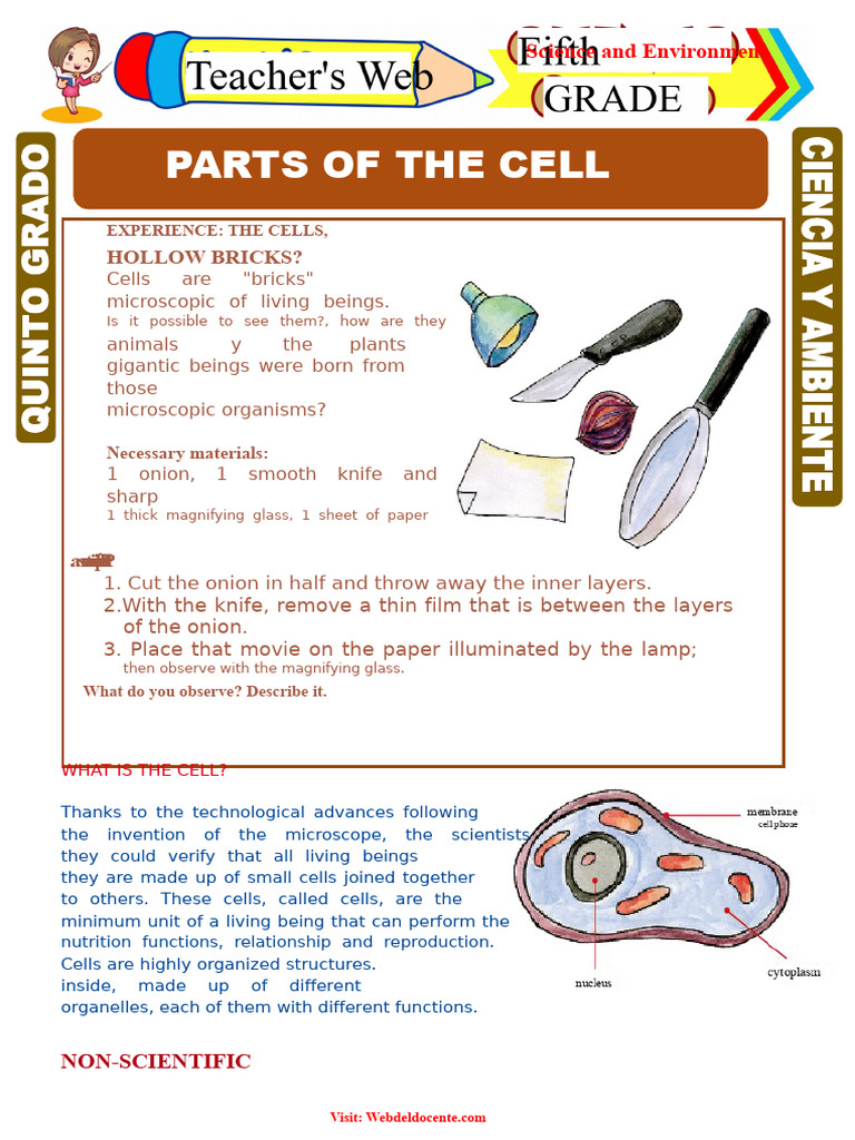 Understanding Cell Structure and Function | PDF | Cell (Biology ...
