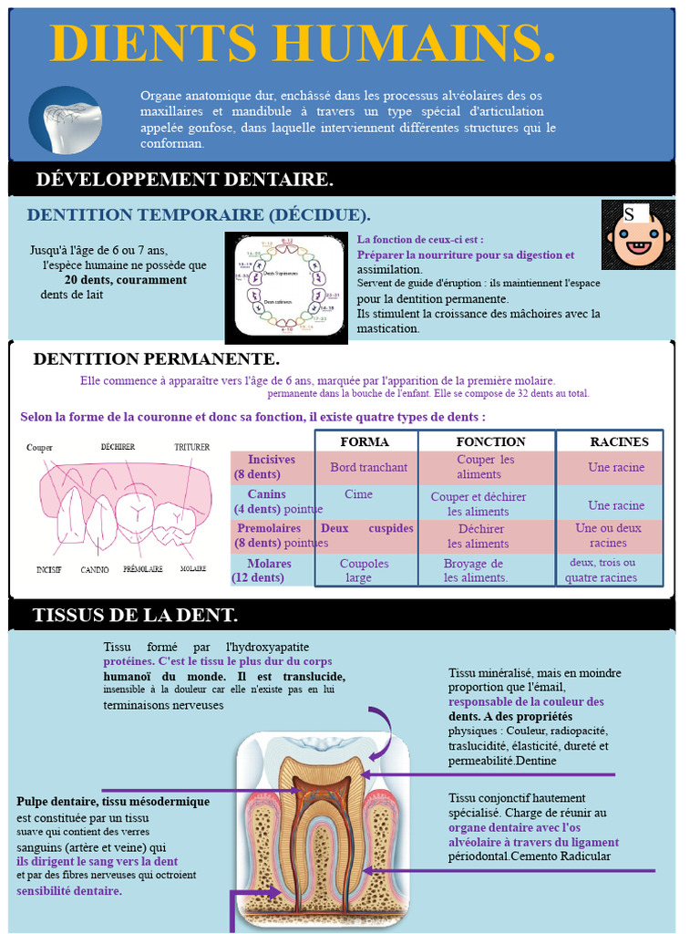 Types et fonctions des dents humaines | PDF | Dent humaine | Dent