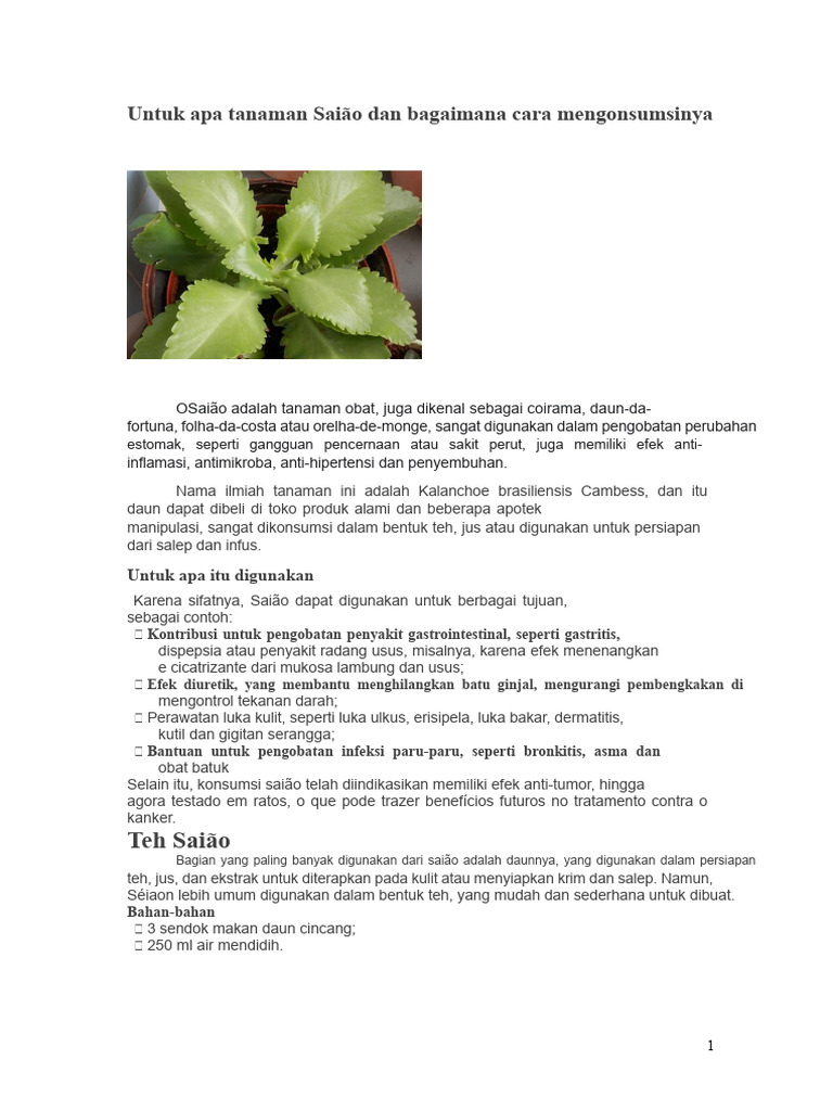 Apa Fungsi Tanaman Saião Dan Bagaimana Cara Mengonsumsinya | PDF