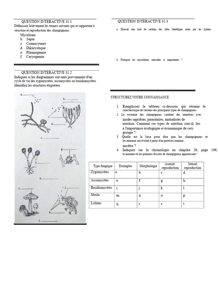 Structure et reproduction des champignons | PDF | Champignons | Spore