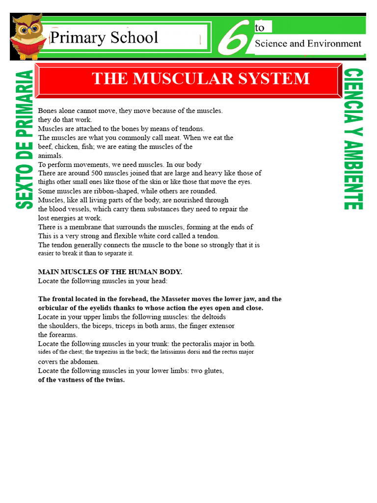 Overview of the Human Muscular System | PDF | Muscle | Musculoskeletal ...